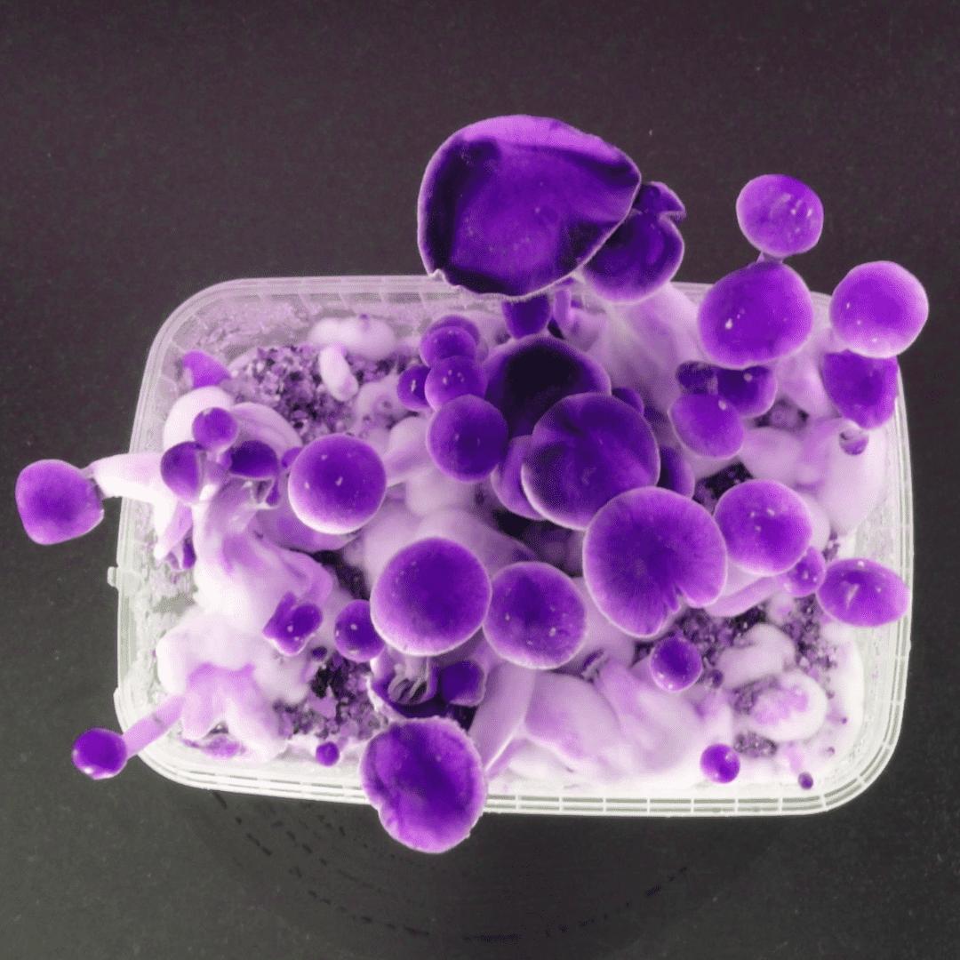 What Is The Stamets Stack? Microdosing For Neurogenesis – MushiesUK