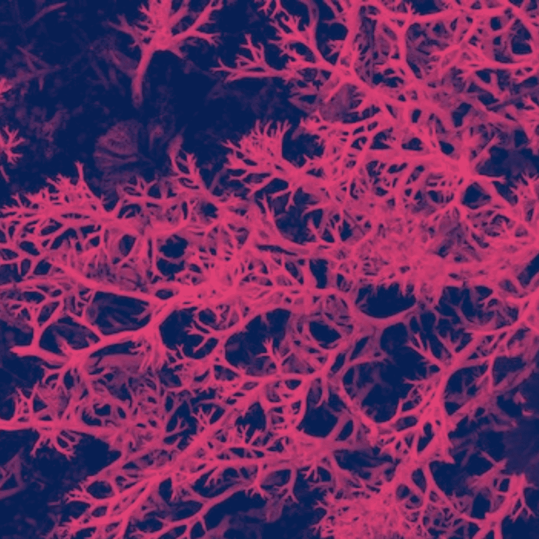 Scientists Are Finally Mapping The Global Underground Fungal Network T ...