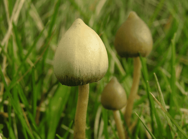Ultimate Guide To Identifying Liberty Caps – MushiesUK